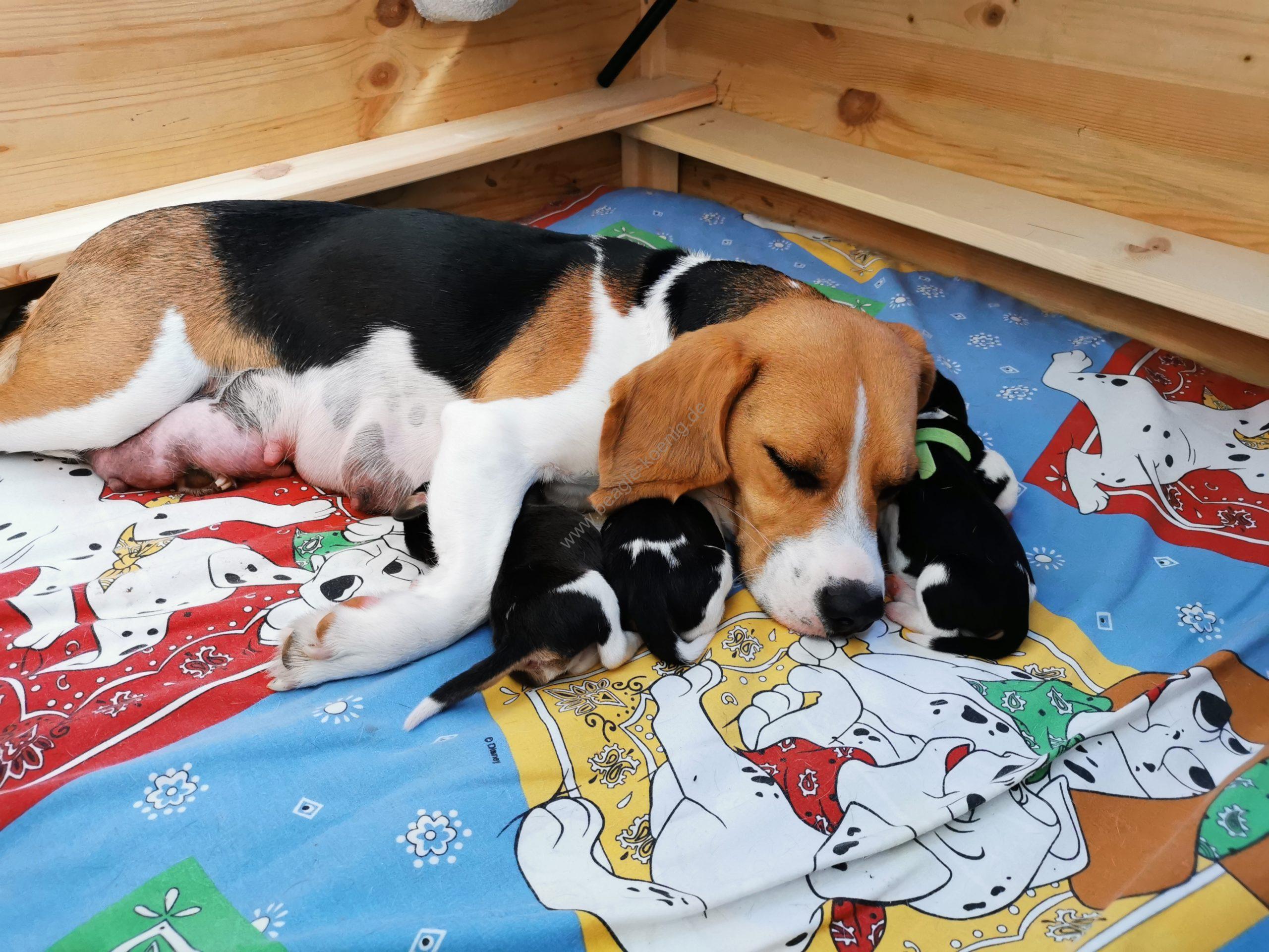 Beagle König - Reinrassige Tricolor Beagle Welpen - Aktuelle Wurf