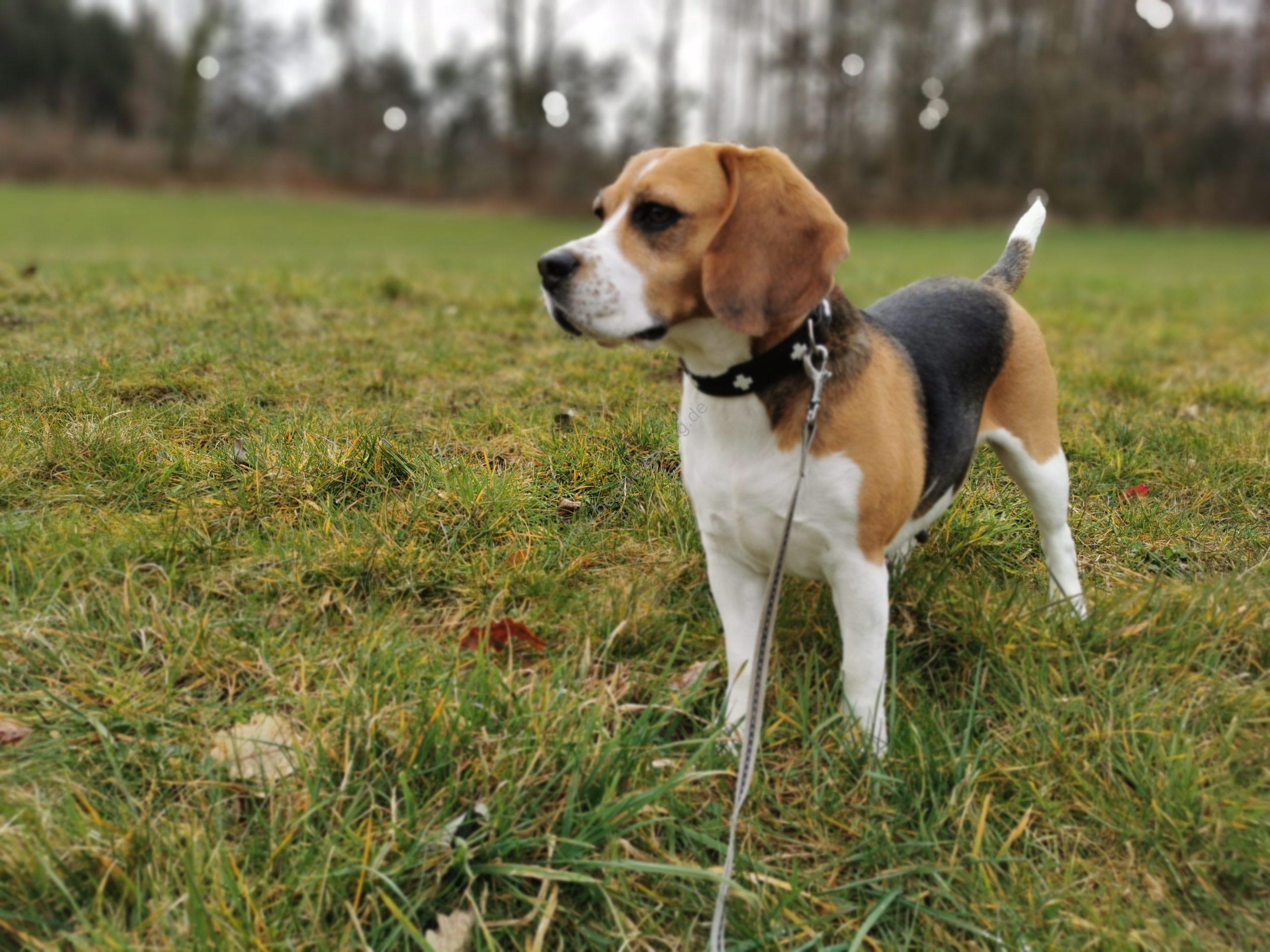 Reinrassige Beagle Welpen bei Beagle Welpen König