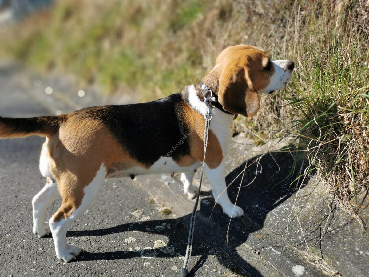 Reinrassige Beagle Welpen bei Beagle Welpen König
